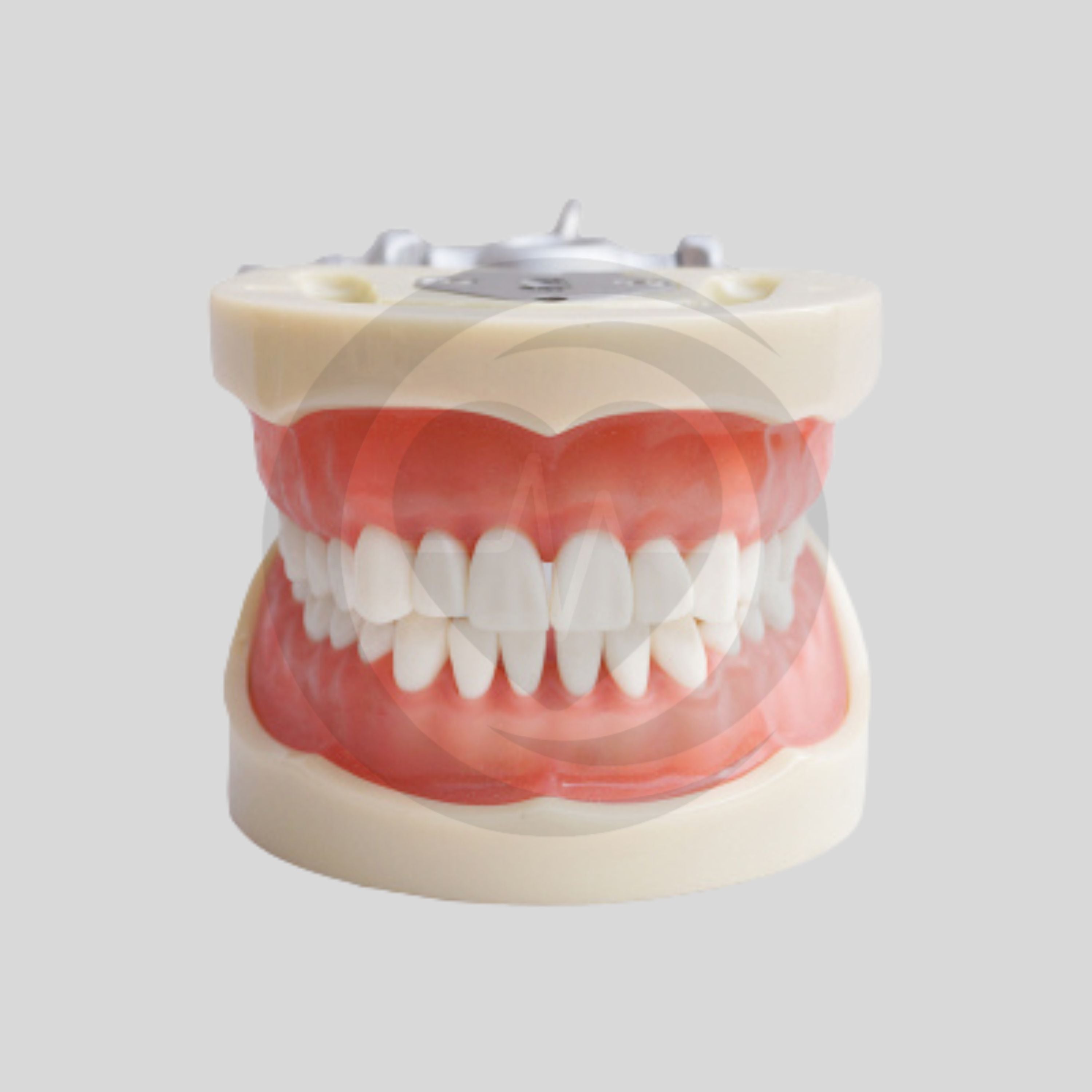 Modelo de dente – Saúde Pró
