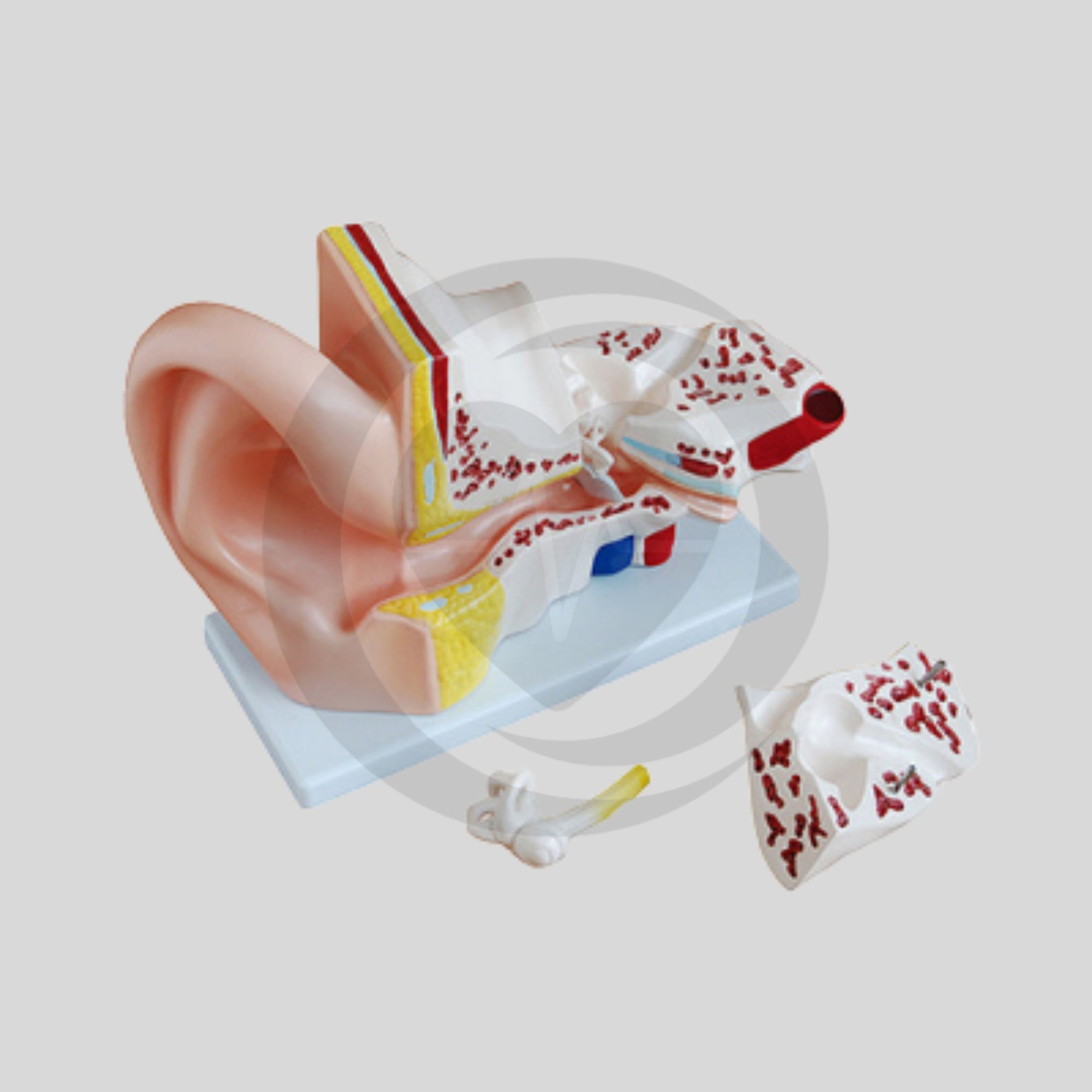Modelo de anatomia da orelha – Saúde Pró